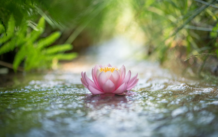 Reframing Our Purpose Through Dharma | AACSB